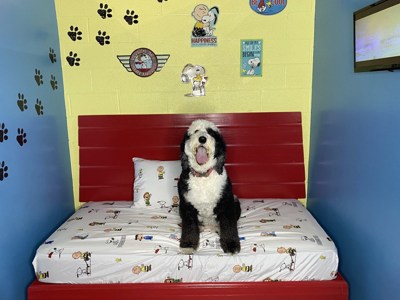 Dog Boarding Dallas TX - Award Winning Dog Care